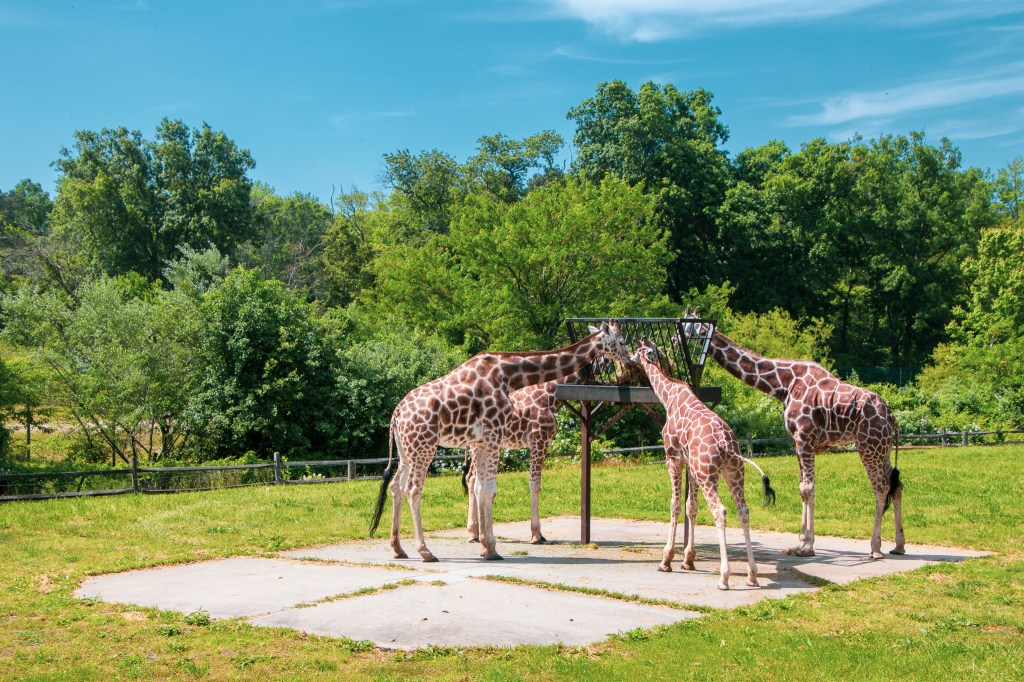 Review of the Cape May Zoo and Park – Kozmo Photos