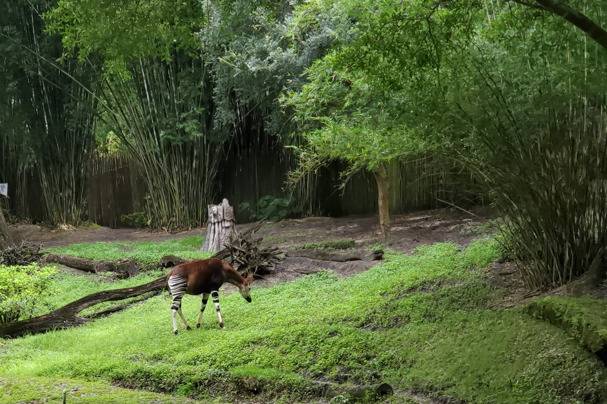 Everything Great about Animal Kingdom – Kozmo Photos