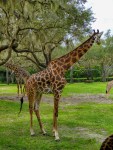 Everything Great about Animal Kingdom – Kozmo Photos