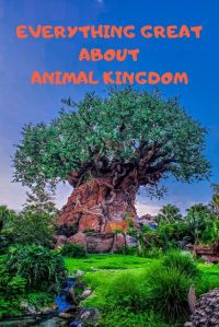 Everything Great about Animal Kingdom – Kozmo Photos