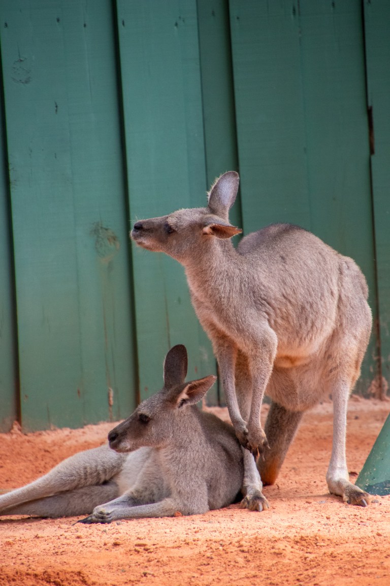 Busch Gardens Tampa – Kozmo Photos