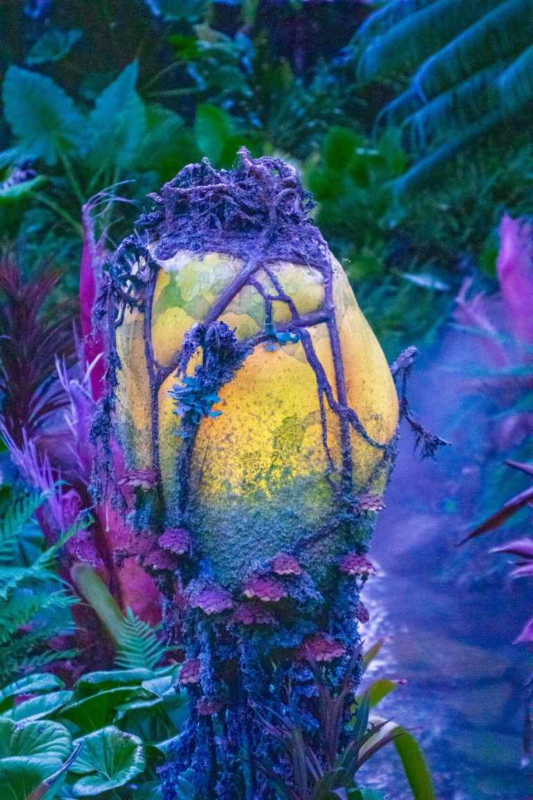 Everything Great about Animal Kingdom – Kozmo Photos