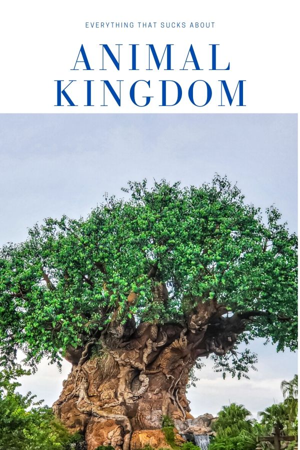 Everything that sucks about Animal Kingdom – Kozmo Photos