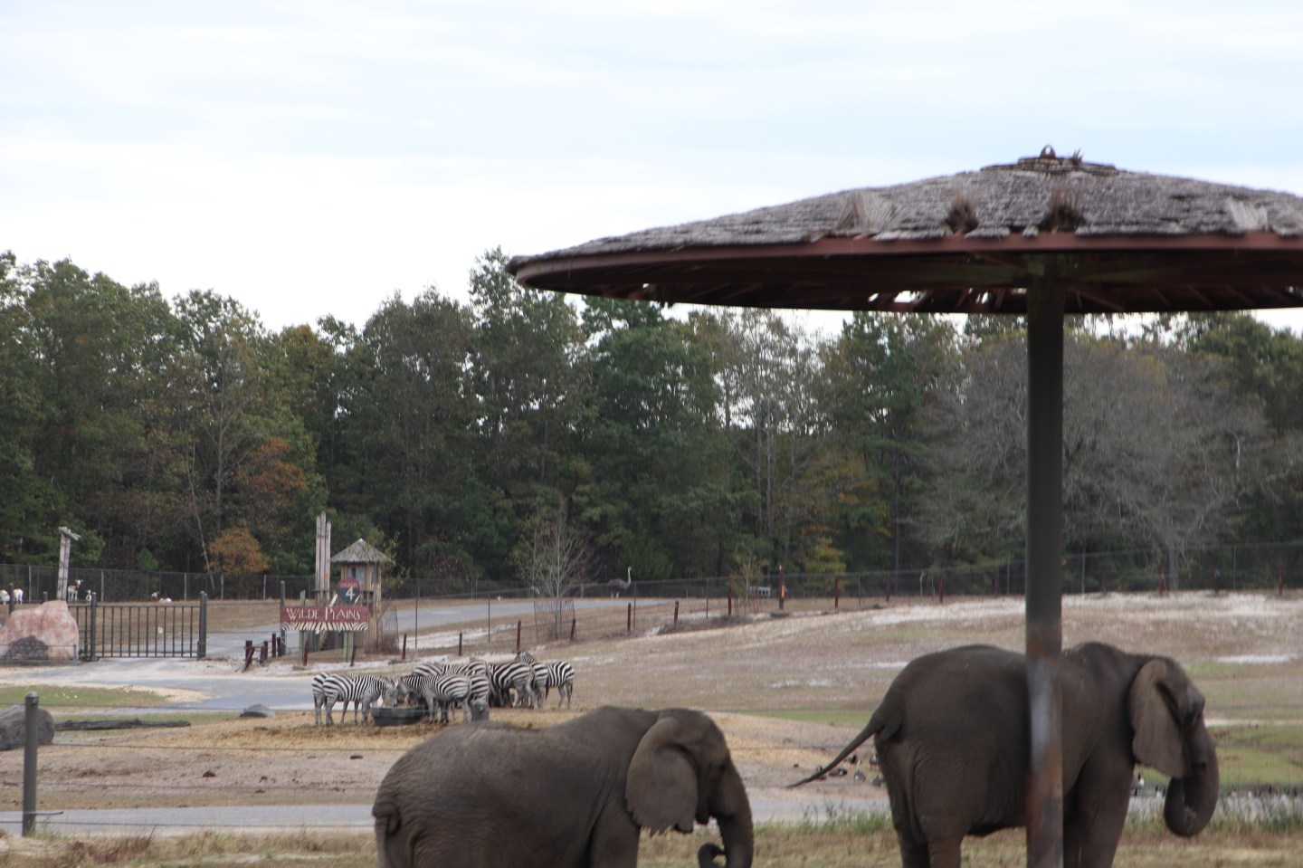 Six Flags Great Adventure Drive Thru Safari – Kozmo Photos