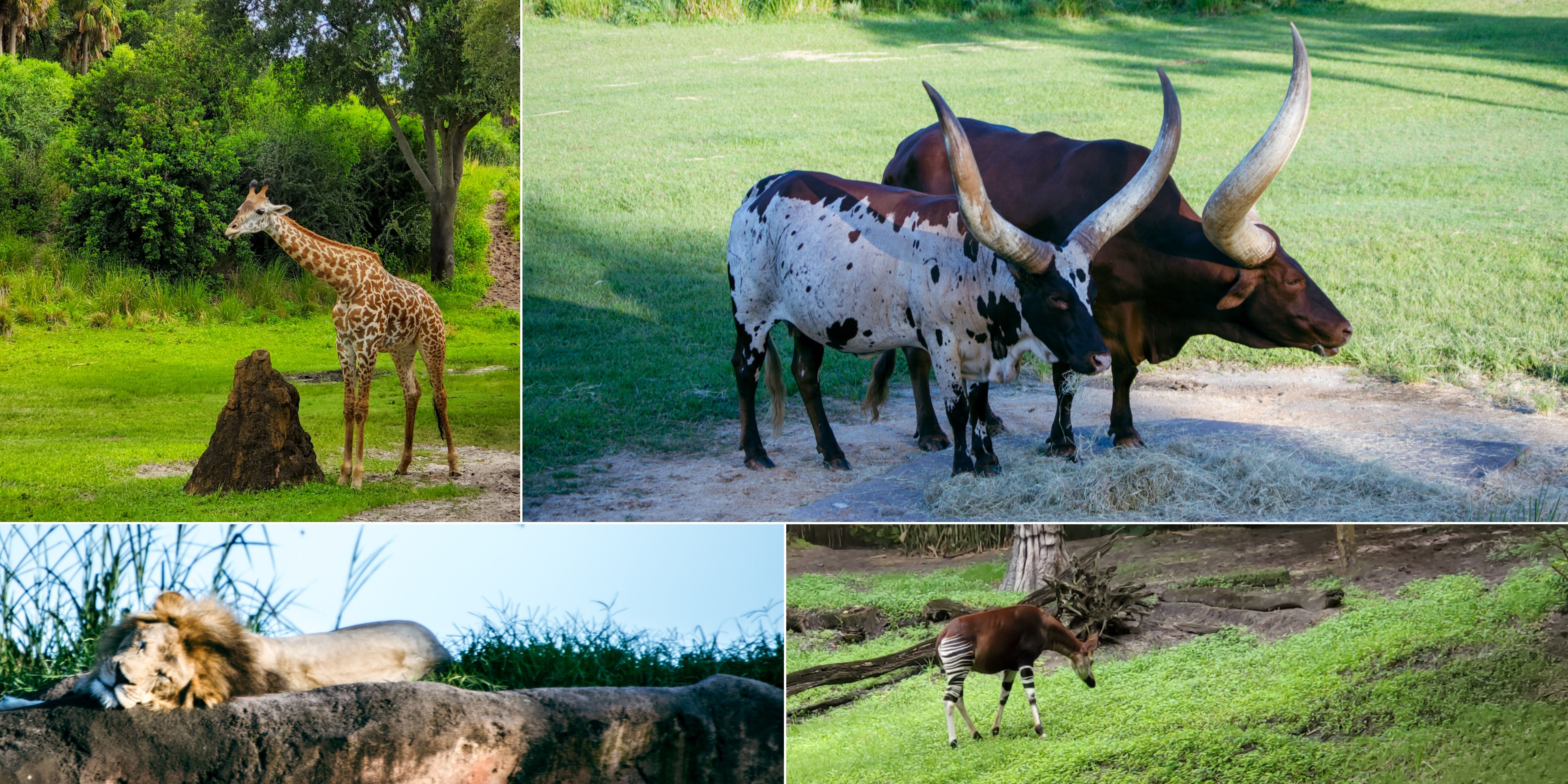 10 things you might not know about Animal Kingdom – Kozmo Photos