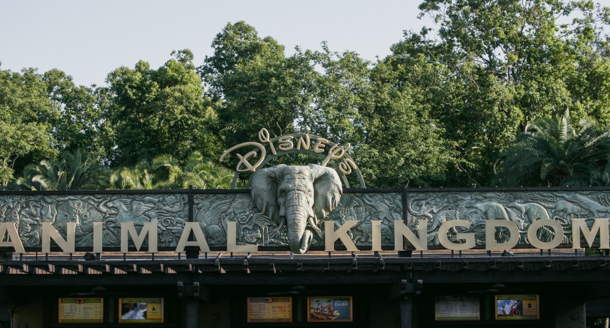 10 things you might not know about Animal Kingdom – Kozmo Photos