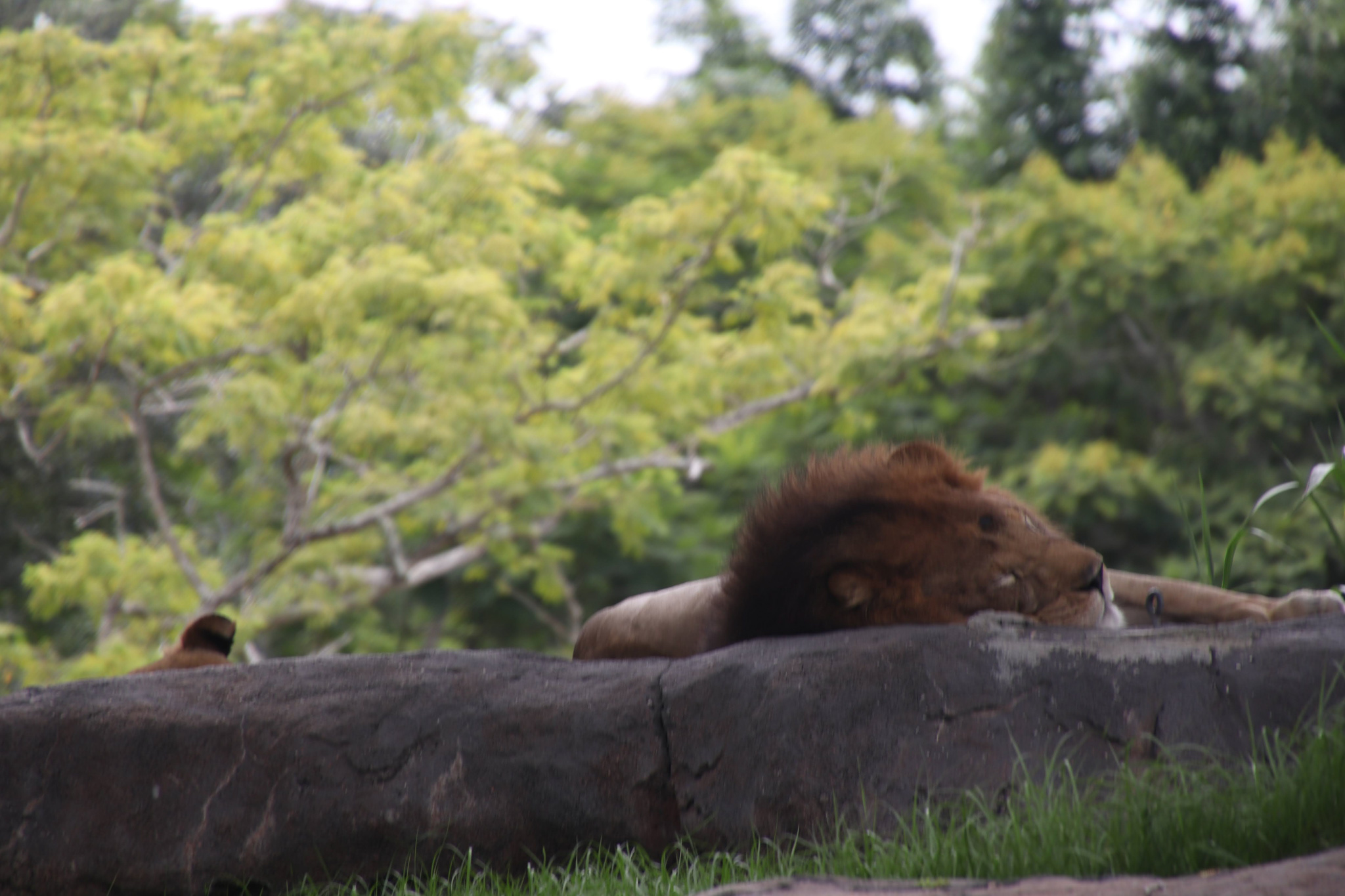 10 things you might not know about Animal Kingdom – Kozmo Photos