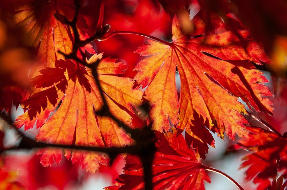 Capture the Magic of Fall: Expert Photography Tips – Kozmo Photos